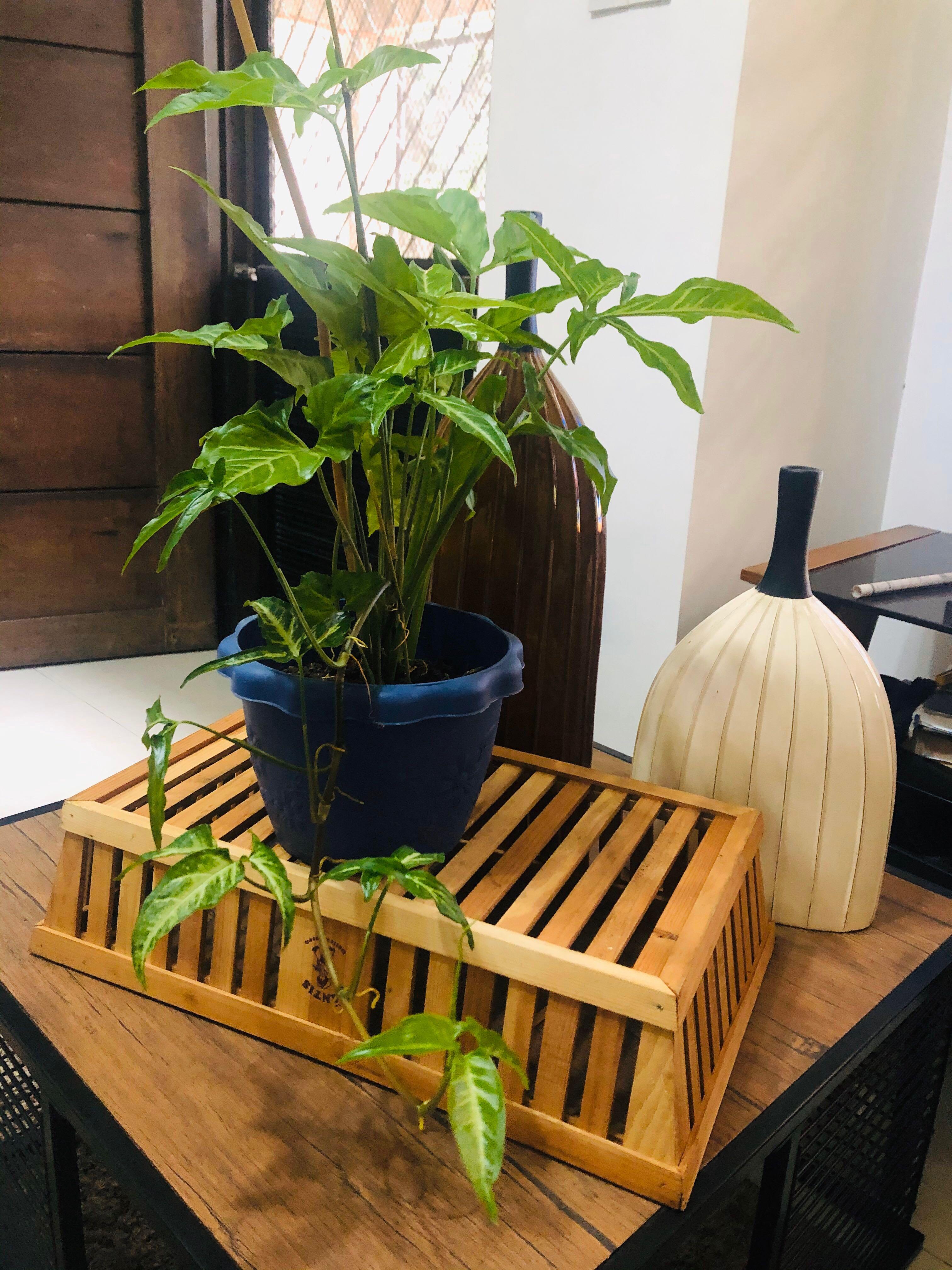 Syngonium Arrowhead Trileaf Trailing - Potted, Furniture & Home Living ...