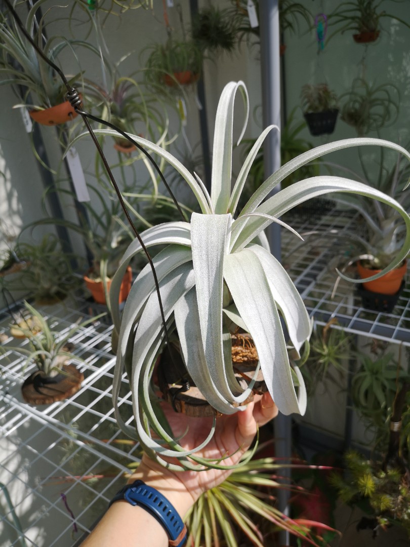 Tillandsia Airplant Bea Correale Belize, Furniture & Home Living ...