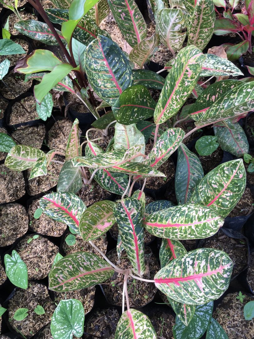 donya carmen, Furniture & Home Living, Gardening, Plants & Seeds on ...