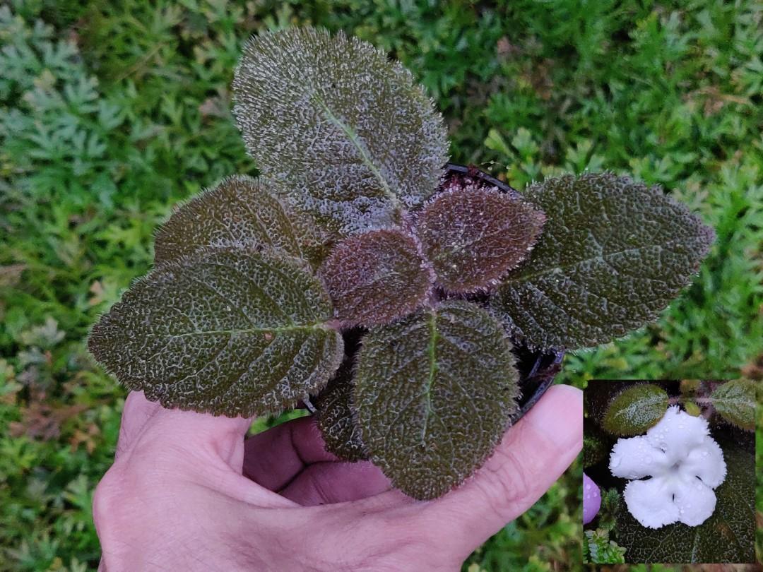 Episcia Lilacina 'Panama White', Furniture & Home Living, Gardening ...