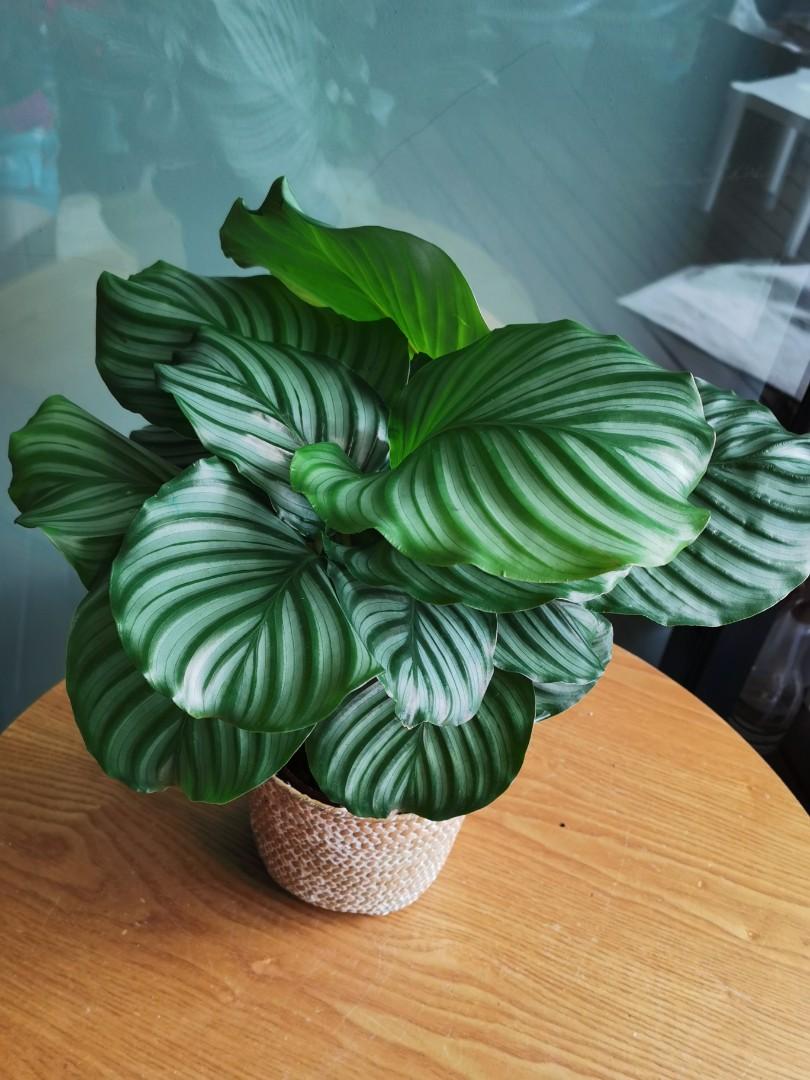 Calathea orbifolia potted plant with rattan basket. ( Indoor plant ...
