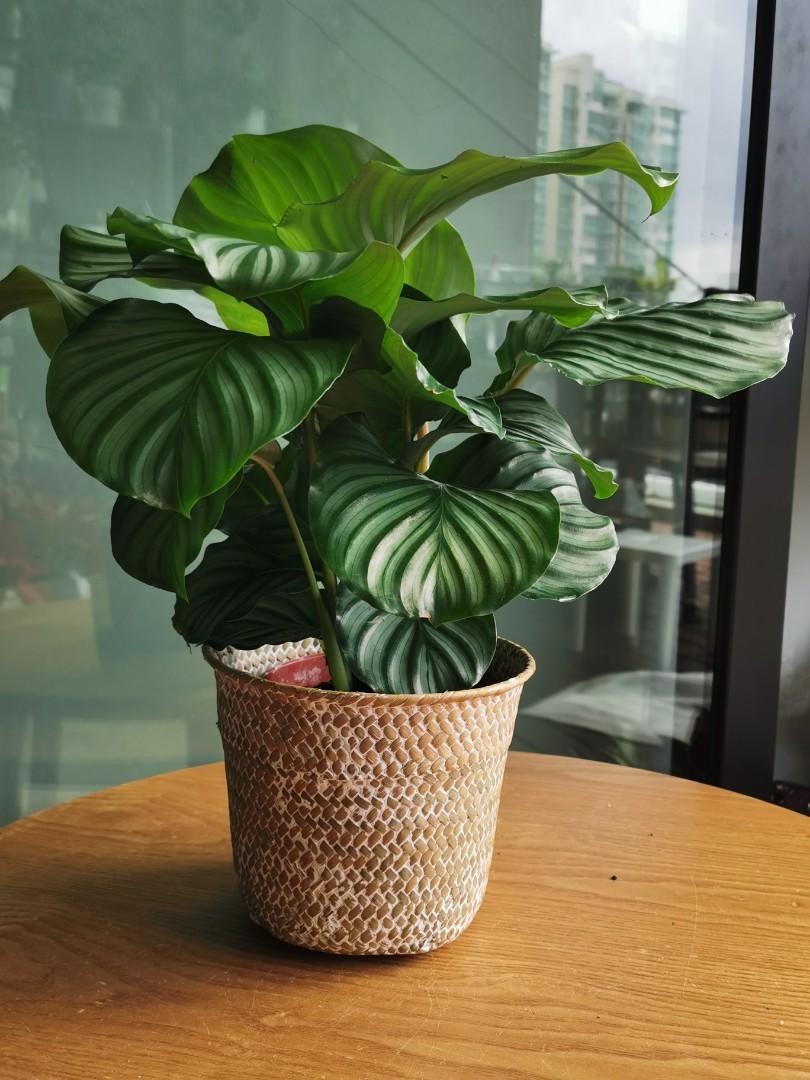 Calathea orbifolia potted plant with rattan basket. ( Indoor plant ...