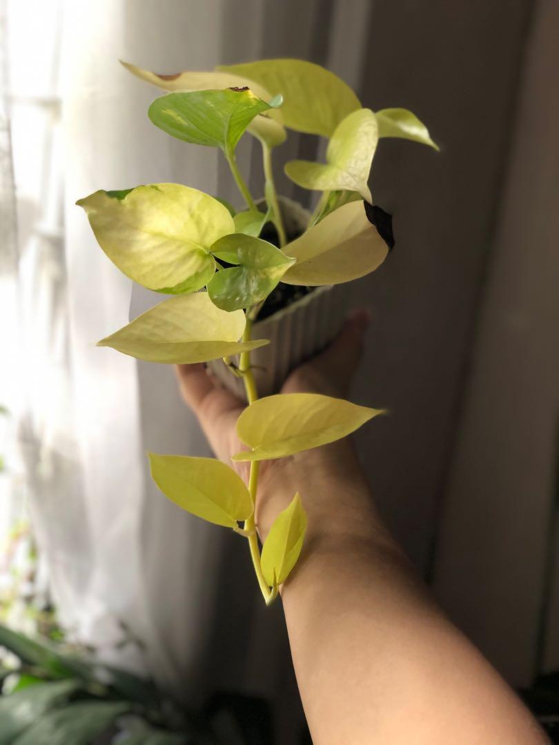Neon Pothos Trailing, Furniture & Home Living, Gardening, Plants ...