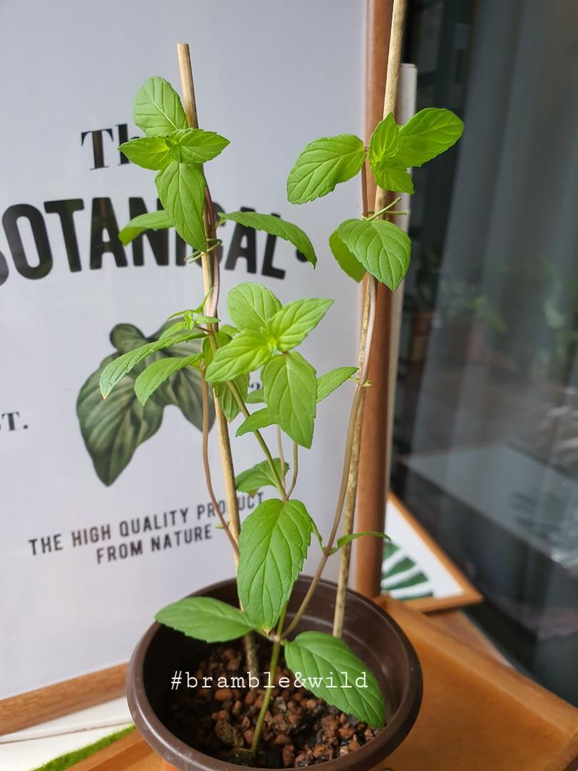 (RARE) Brazilian mint, Furniture & Home Living, Gardening, Plants ...