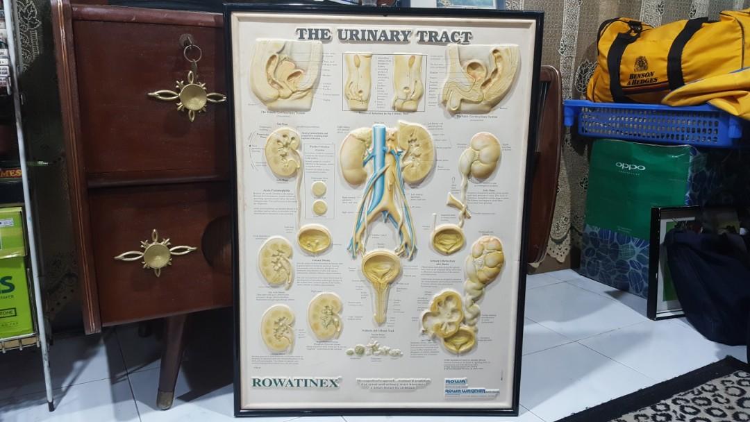 Vintage Anatomy Chart The Urinary Tract, Men's Fashion, Watches ...