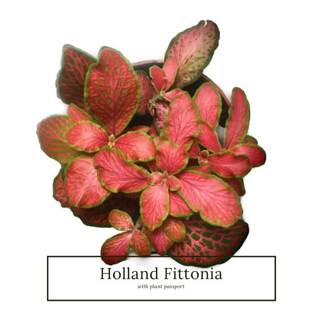Fittonia Rare Holland ‘Jungle glow’, Furniture & Home Living, Gardening ...