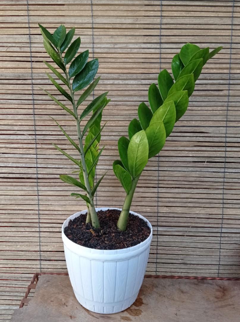 Tanaman Dolar Leukemia - misterdudu.com