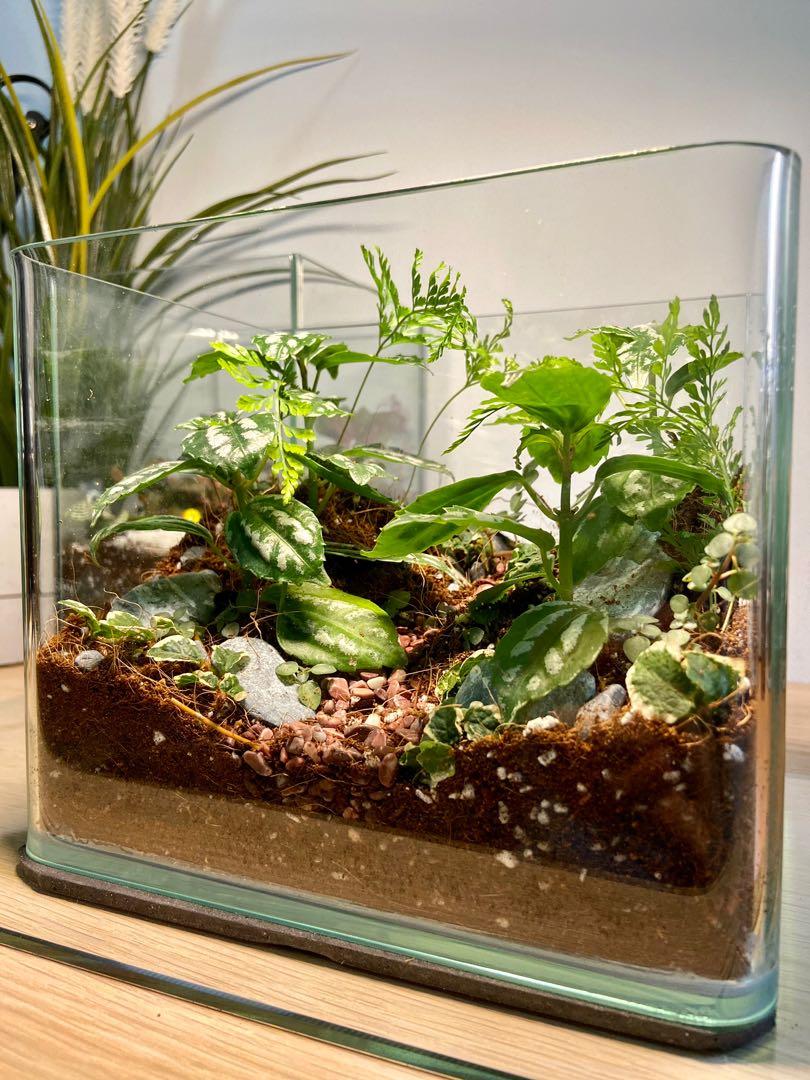 Open jungle terrarium, Furniture & Home Living, Home Decor, Artificial ...