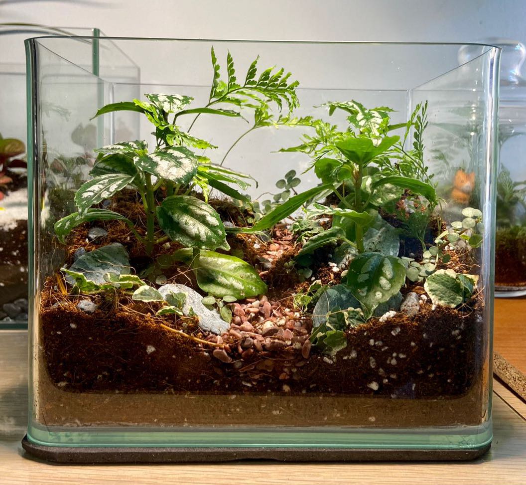 Open jungle terrarium, Furniture & Home Living, Home Decor, Artificial ...