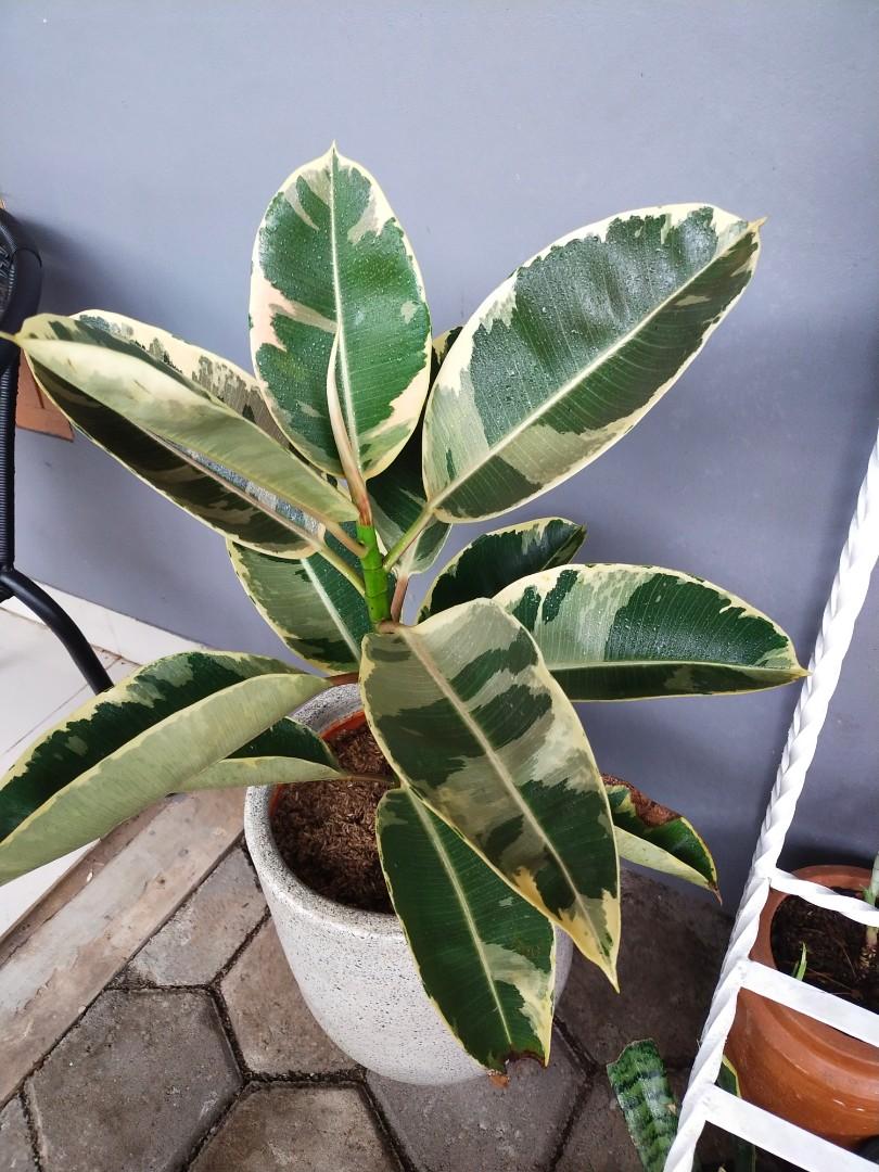 Ficus varigata, Perkebunan di Carousell