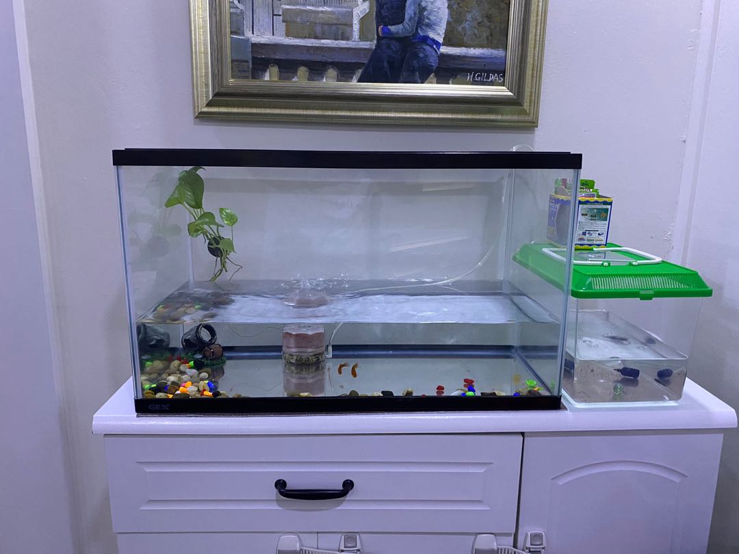 Fish Tank 60cm x 35 cm x 30cm, Pet Supplies, For Fish, Fish Tanks on ...