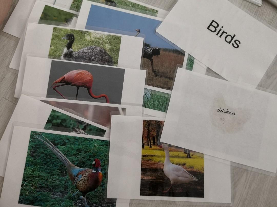 Laminated Full Colour Flash Cards, Hobbies & Toys, Stationery & Craft ...
