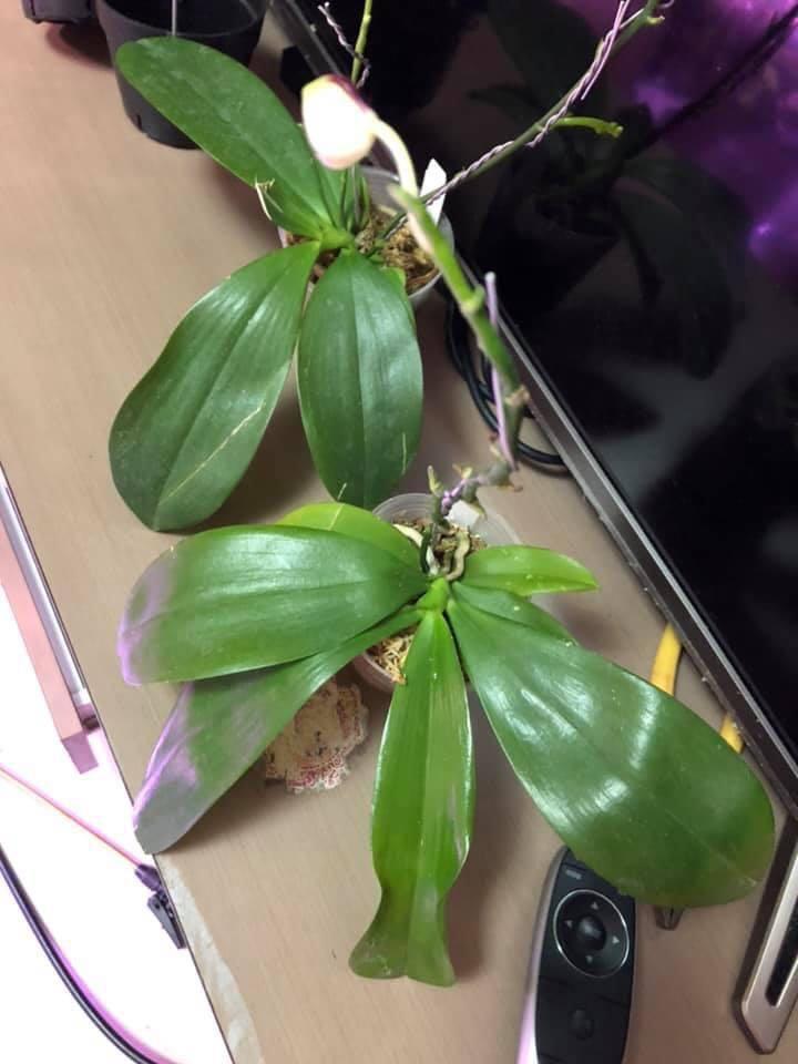 Phal.tetraspis（帶花苞）濃香, 傢俬＆家居, 園藝, 土壤和肥料 on Carousell