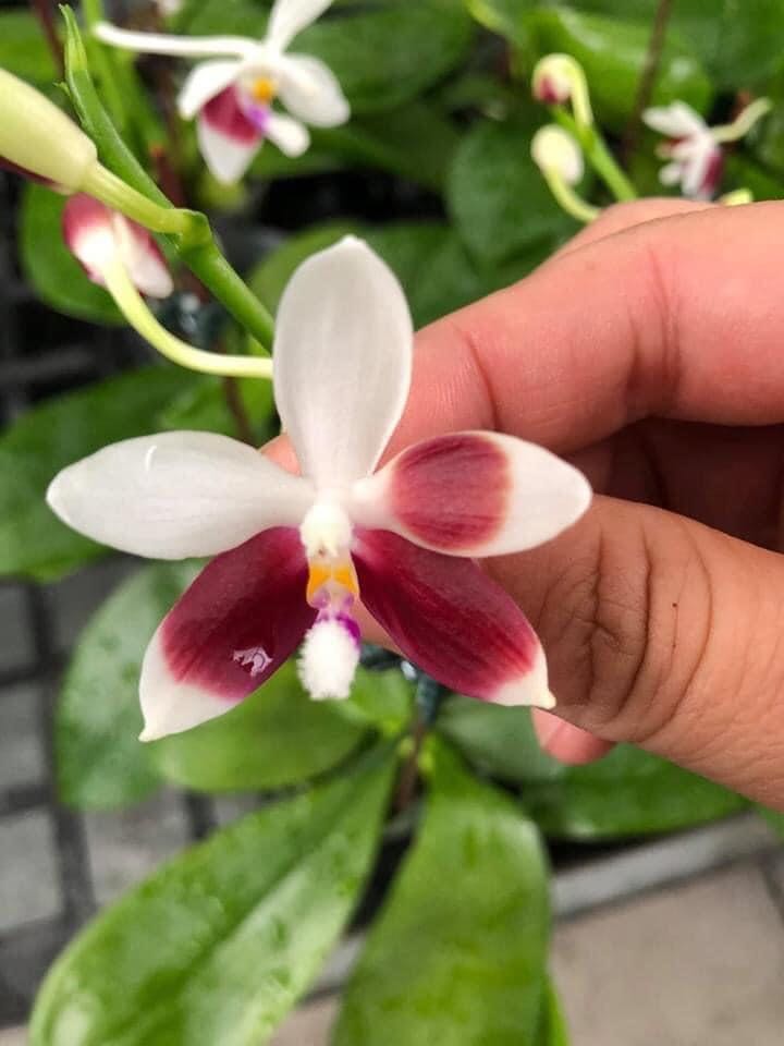 Phal.tetraspis（帶花苞）濃香, 傢俬＆家居, 園藝, 土壤和肥料 on Carousell