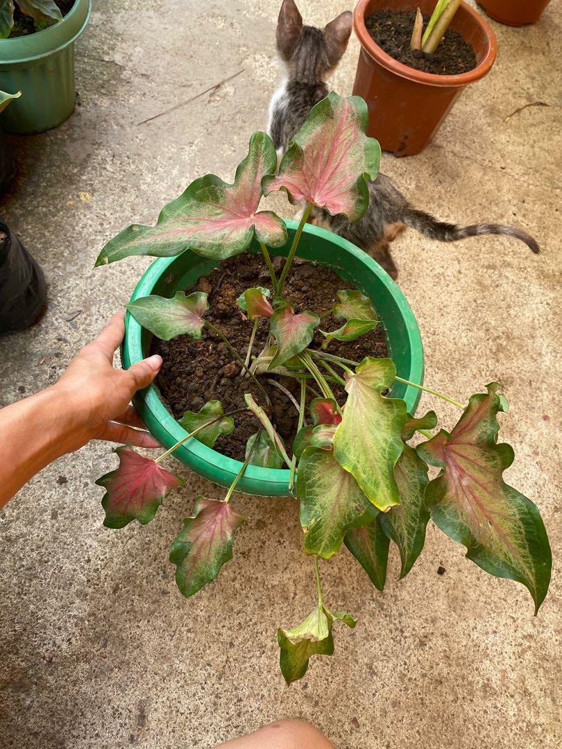 pink ruffles caladium mother plant, Furniture & Home Living, Gardening ...