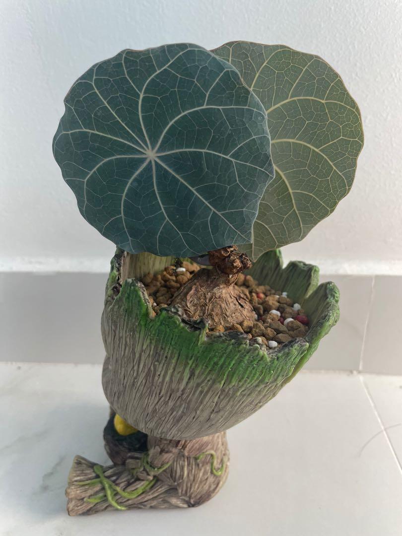 Stephania Nova with Cute Groot Pot, Furniture & Home Living, Gardening ...