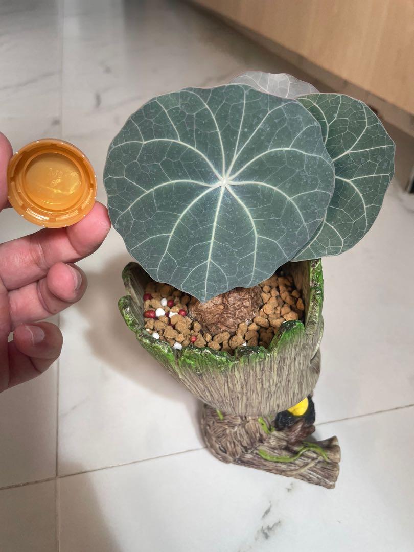 Stephania Nova with Cute Groot Pot, Furniture & Home Living, Gardening ...