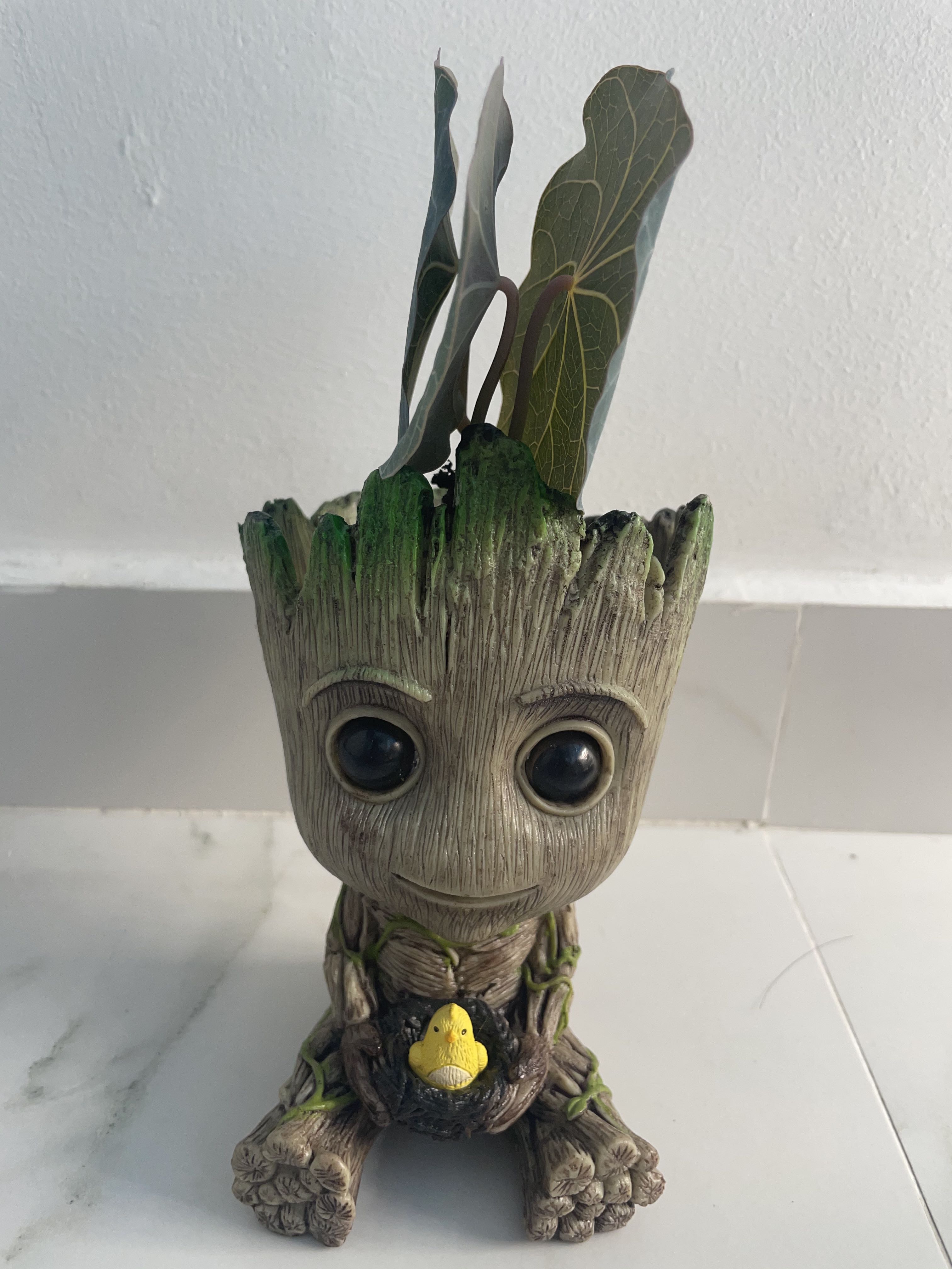 Stephania Nova with Cute Groot Pot, Furniture & Home Living, Gardening ...