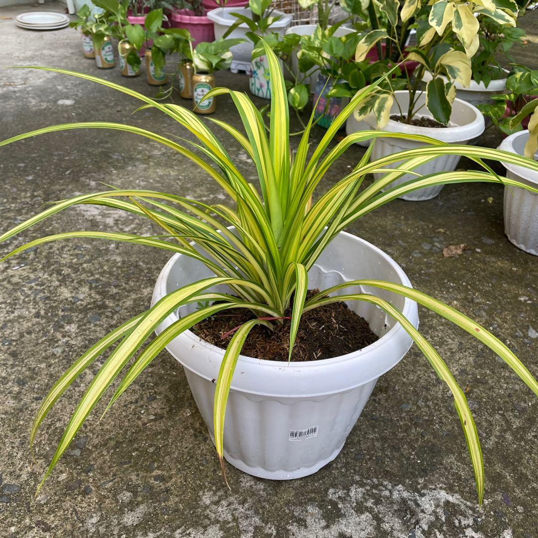 Variegated pandan spider plant, Furniture & Home Living, Gardening ...