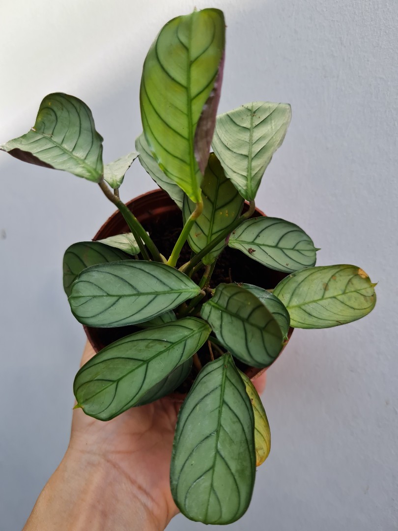 Calathea Ctenanthe burle marxii Amagris, Gardening, Plants on Carousell