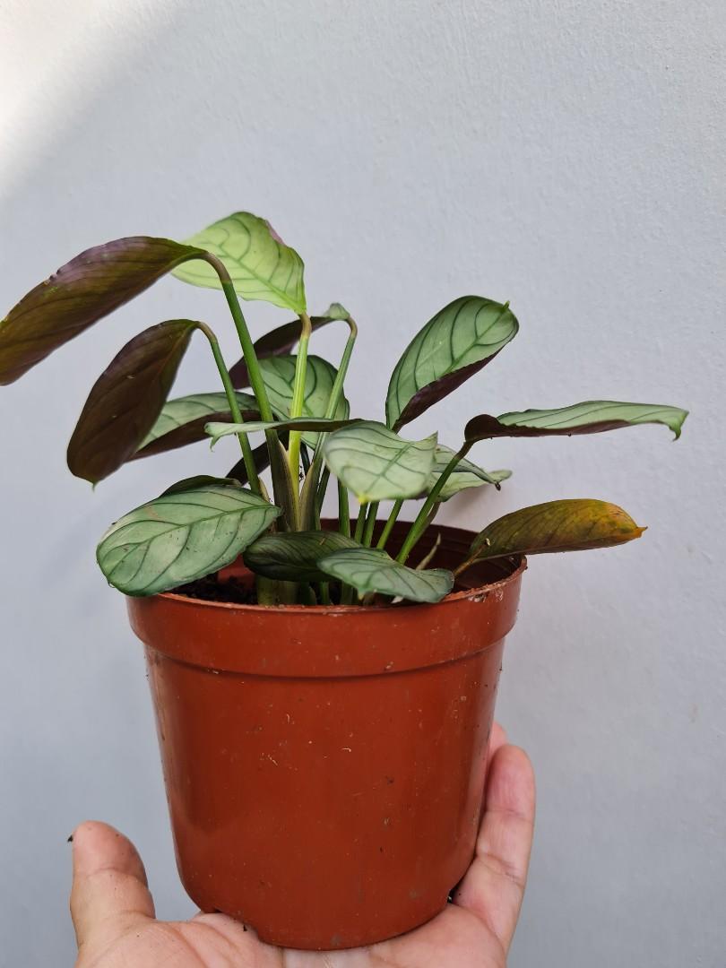 Calathea Ctenanthe burle marxii Amagris, Gardening, Plants on Carousell