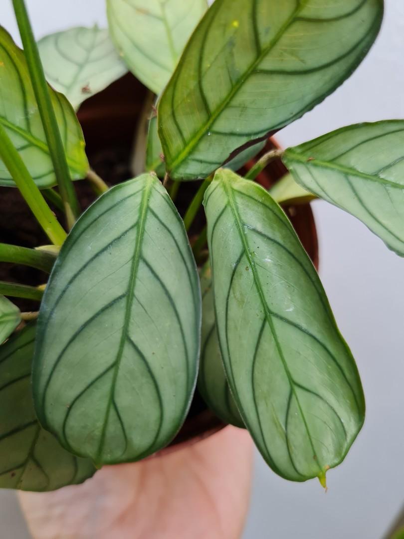 Calathea Ctenanthe burle marxii Amagris, Gardening, Plants on Carousell
