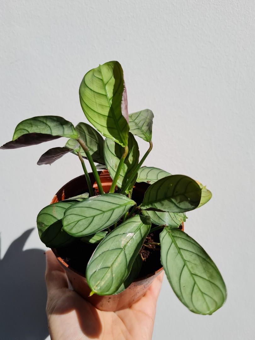 Calathea Ctenanthe burle marxii Amagris, Gardening, Plants on Carousell
