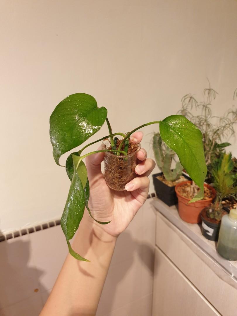 Epipremnum 'Skeleton Key' cuttings, Furniture & Home Living, Gardening ...