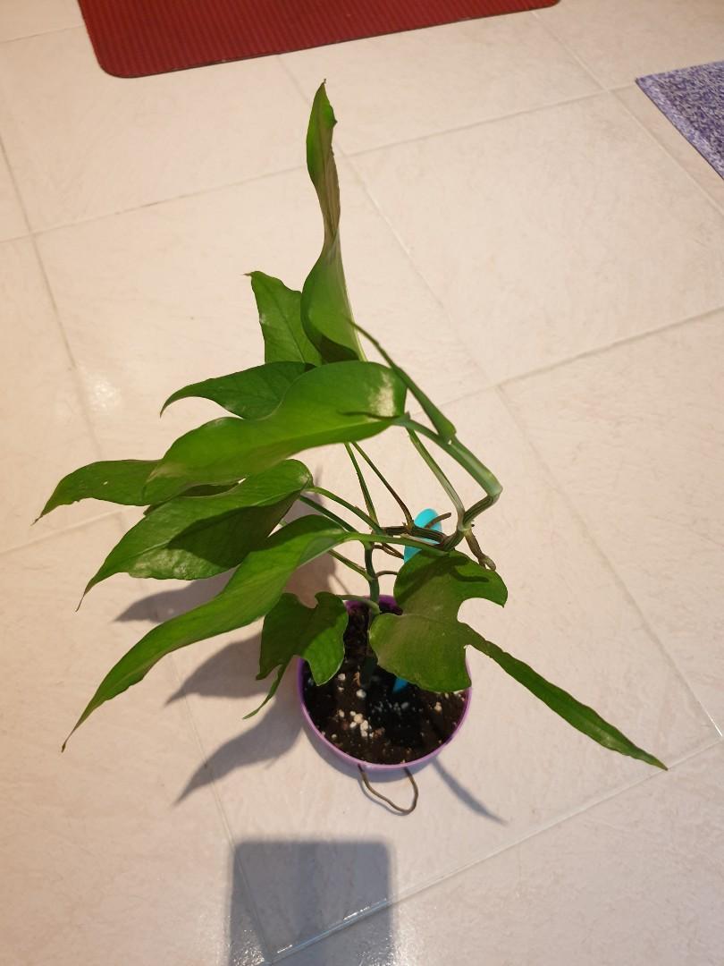 Epipremnum 'Skeleton Key' cuttings, Furniture & Home Living, Gardening ...