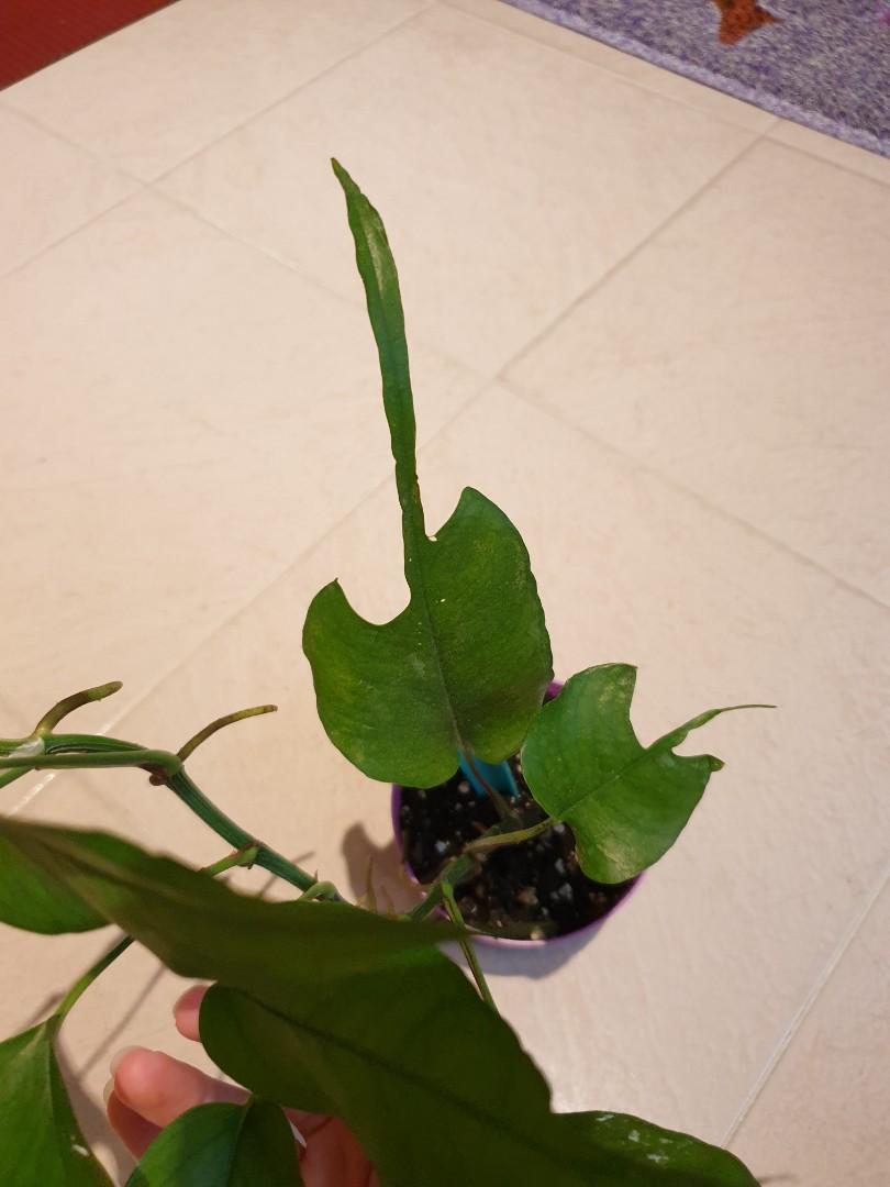 Epipremnum 'Skeleton Key' cuttings, Furniture & Home Living, Gardening ...