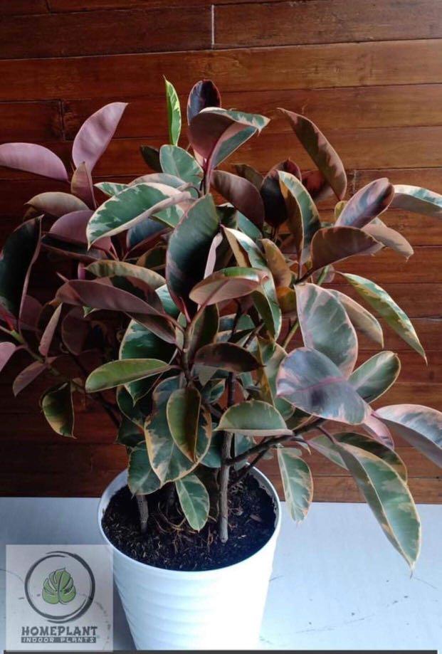 FICUS TINEKE AND FICUS RUBY ( in one big pot ) supplier, Furniture ...