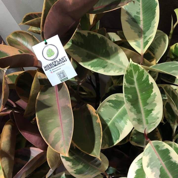 FICUS TINEKE AND FICUS RUBY ( in one big pot ) supplier, Furniture ...