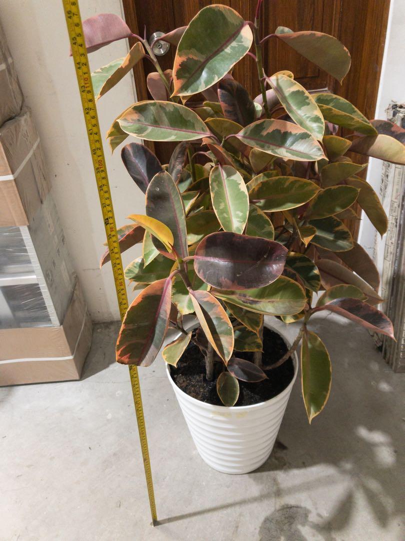 FICUS TINEKE AND FICUS RUBY ( in one big pot ) supplier, Furniture ...