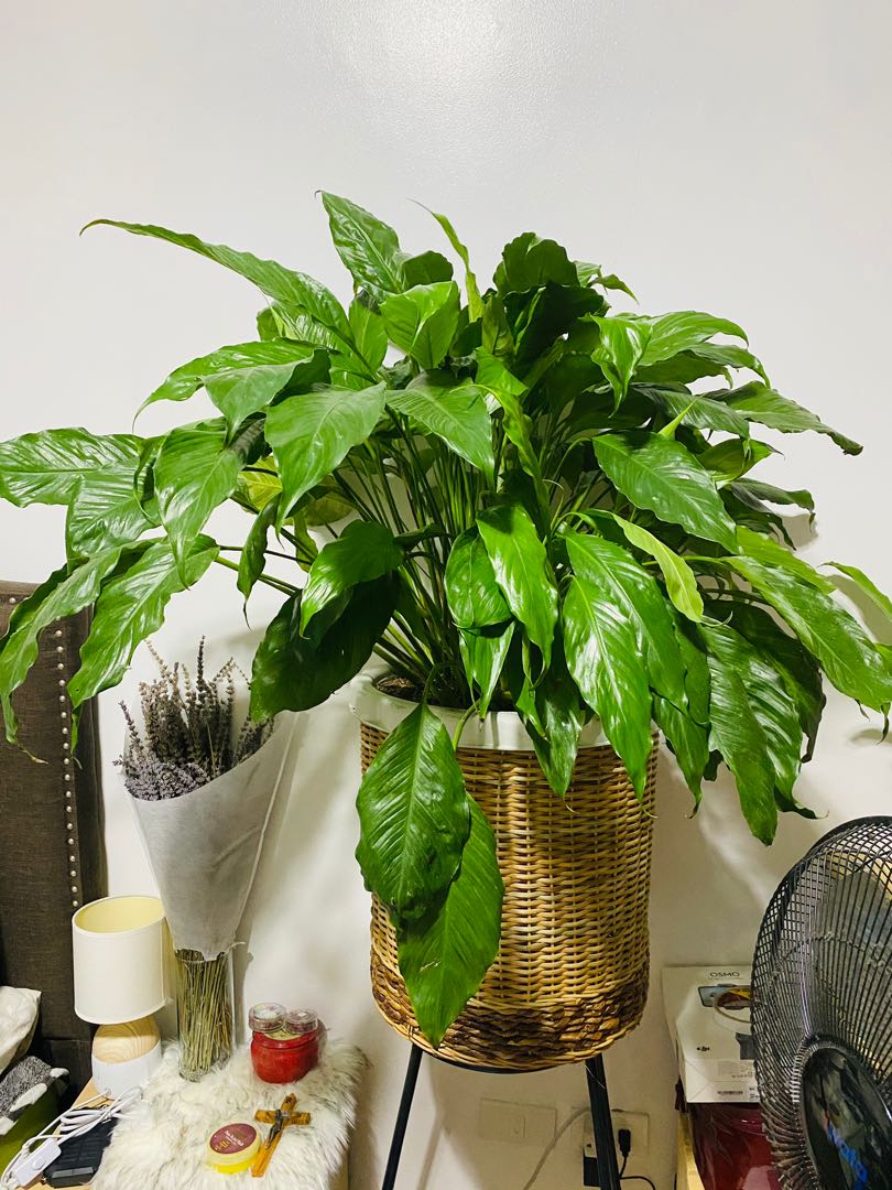 calathea peace lily, Furniture & Home Living, Gardening, Plants & Seeds ...