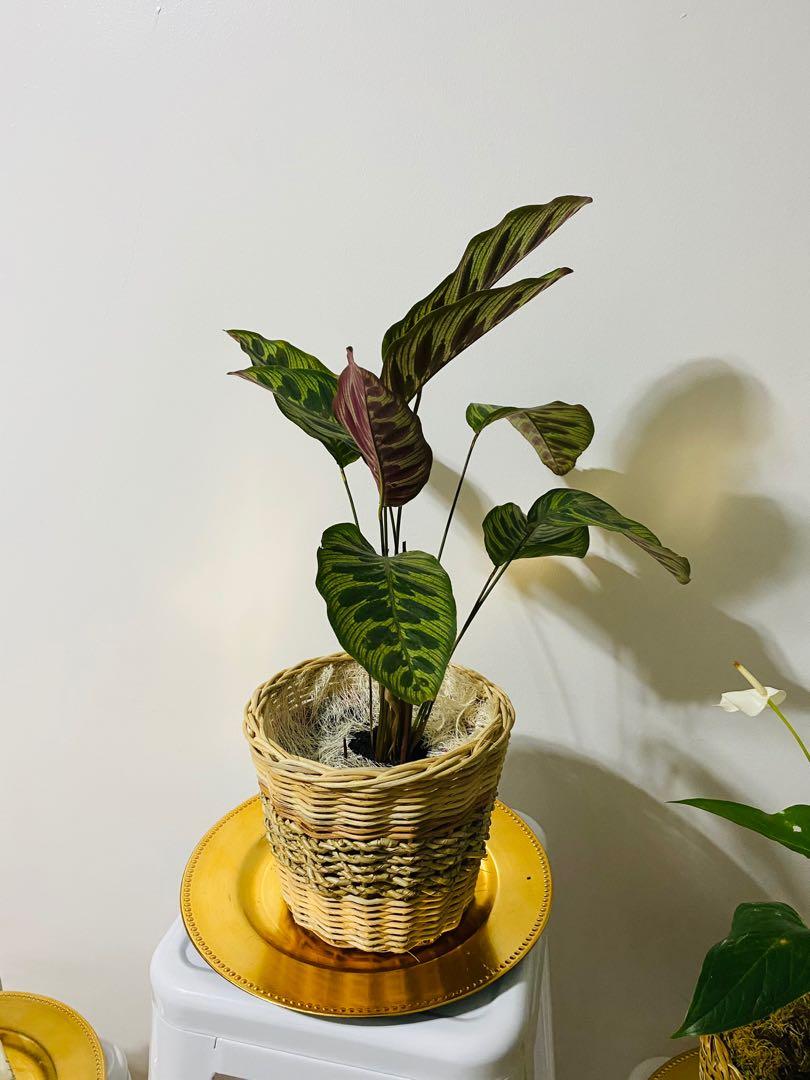 calathea peace lily, Furniture & Home Living, Gardening, Plants & Seeds ...