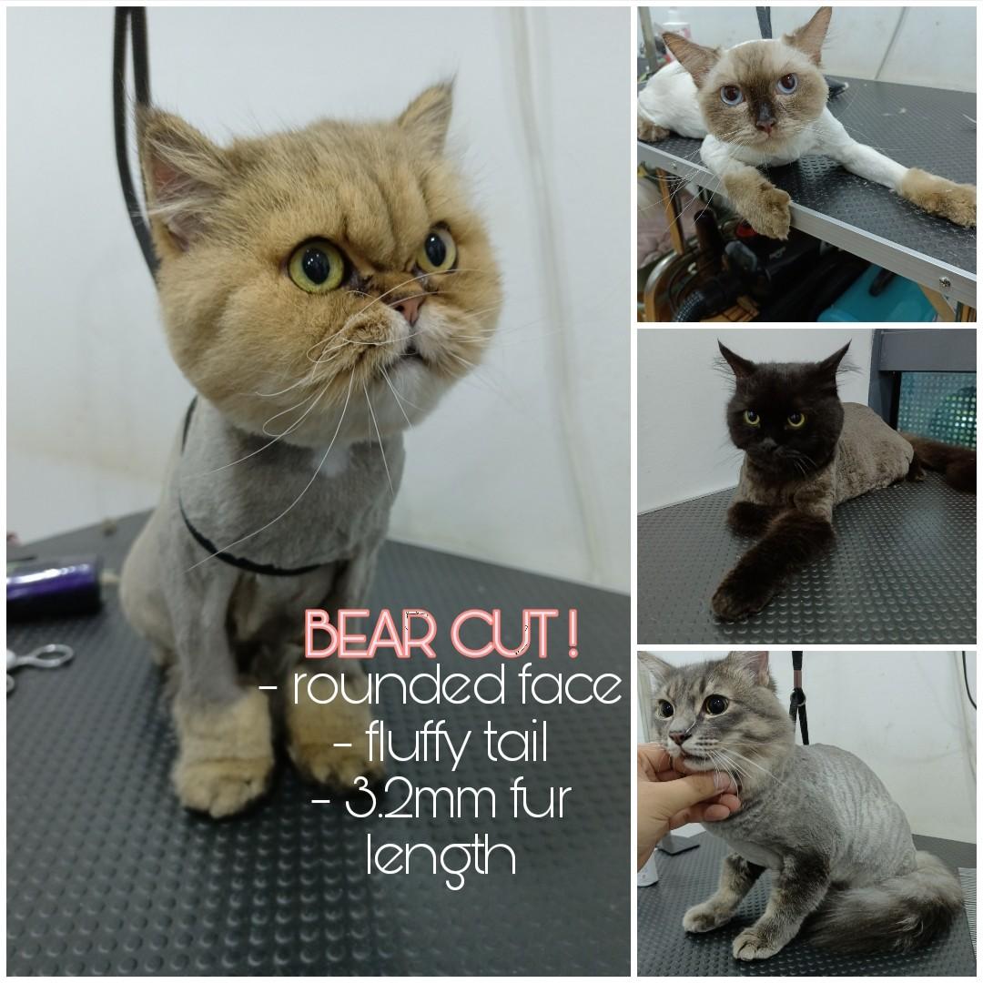 Cat/ Kitten Basic & Full Grooming woodlands /north, Lifestyle Services ...