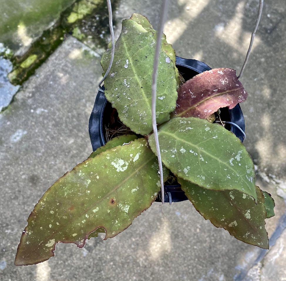 Hoya undulata, Furniture & Home Living, Gardening, Plants & Seeds on ...