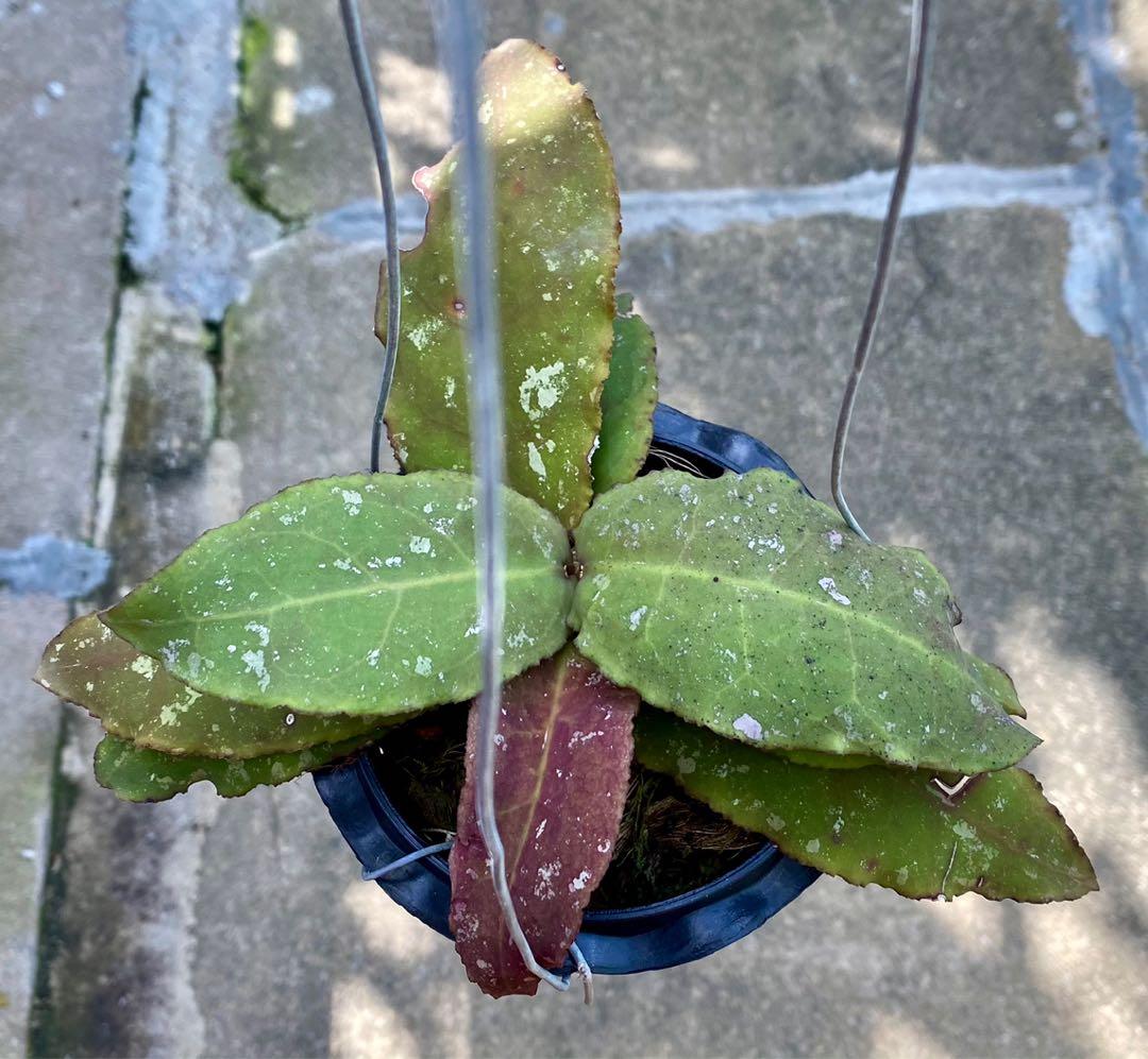 Hoya undulata, Furniture & Home Living, Gardening, Plants & Seeds on ...