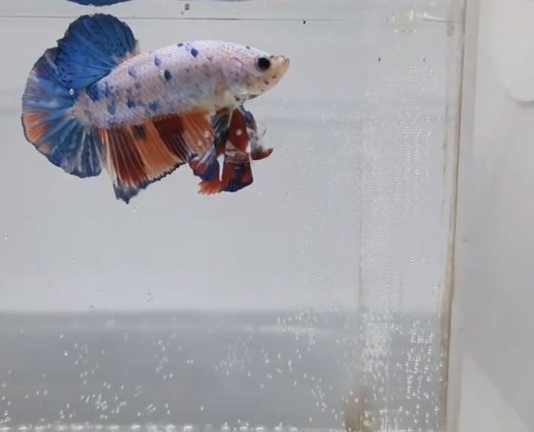 Nemo Candy : Jual Big Sale Ikan Cupang Nemo Candy Cooper Di Lapak ...