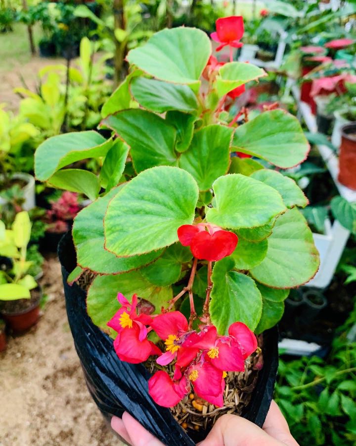 Japanese Begonia, Furniture & Home Living, Gardening, Plants & Seeds on ...