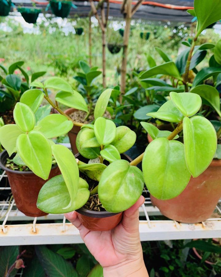 Peperomia Cubensis, Furniture & Home Living, Gardening, Plants & Seeds ...