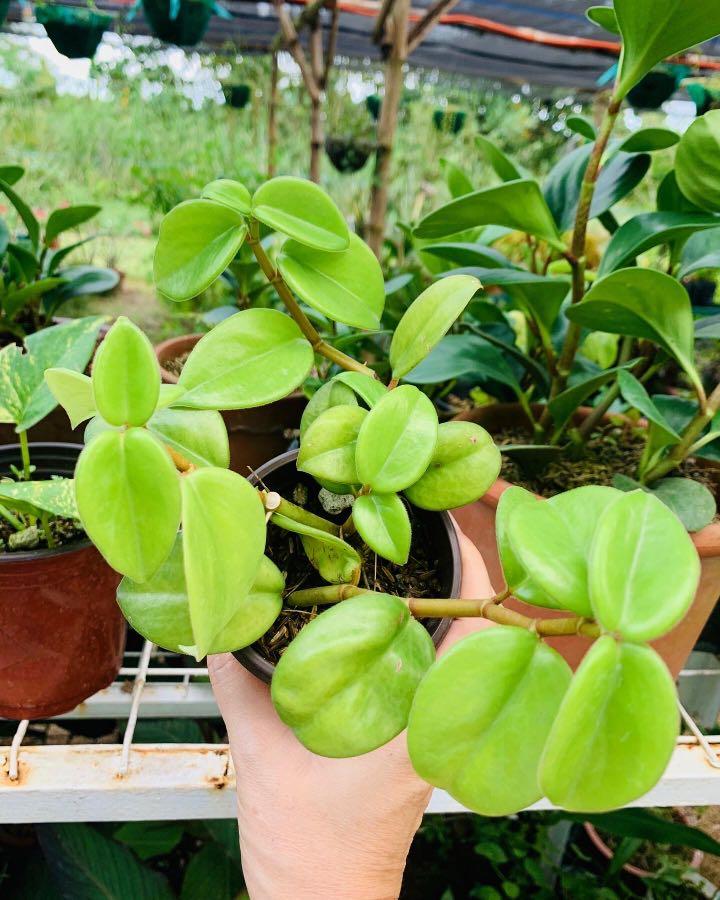 Peperomia Cubensis, Furniture & Home Living, Gardening, Plants & Seeds ...