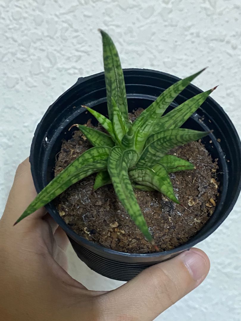 Sansevieria Hybrid Ballyi x Downsii (no.1), Furniture & Home Living ...