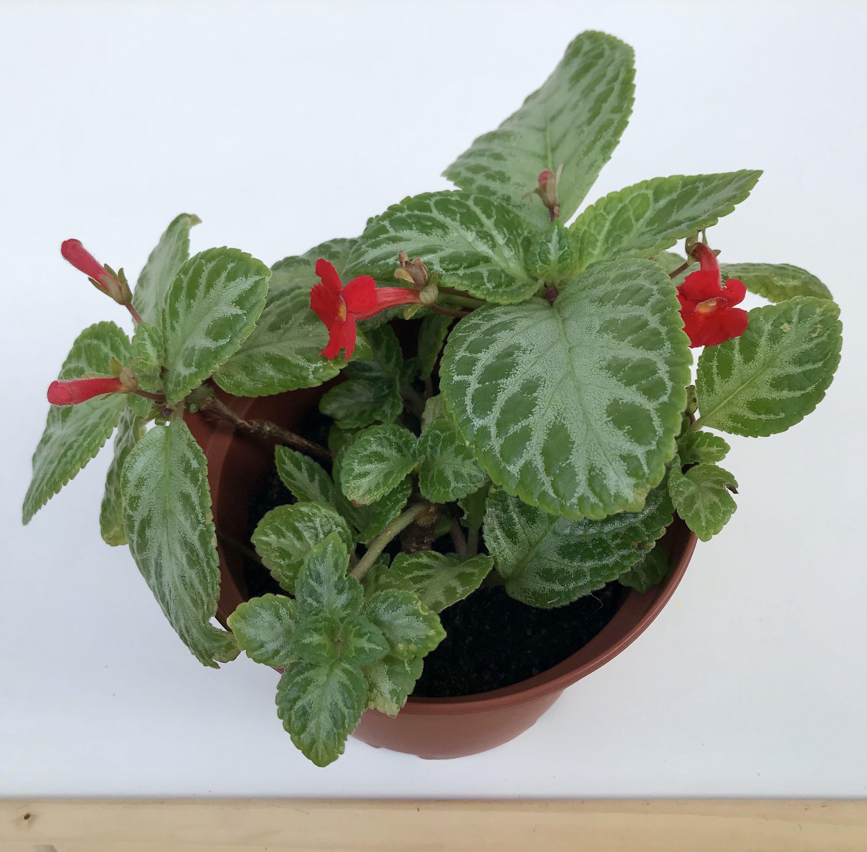 Silver Leaf Flame Violet (Episcia Cupreata 'Frosty'), Furniture & Home ...