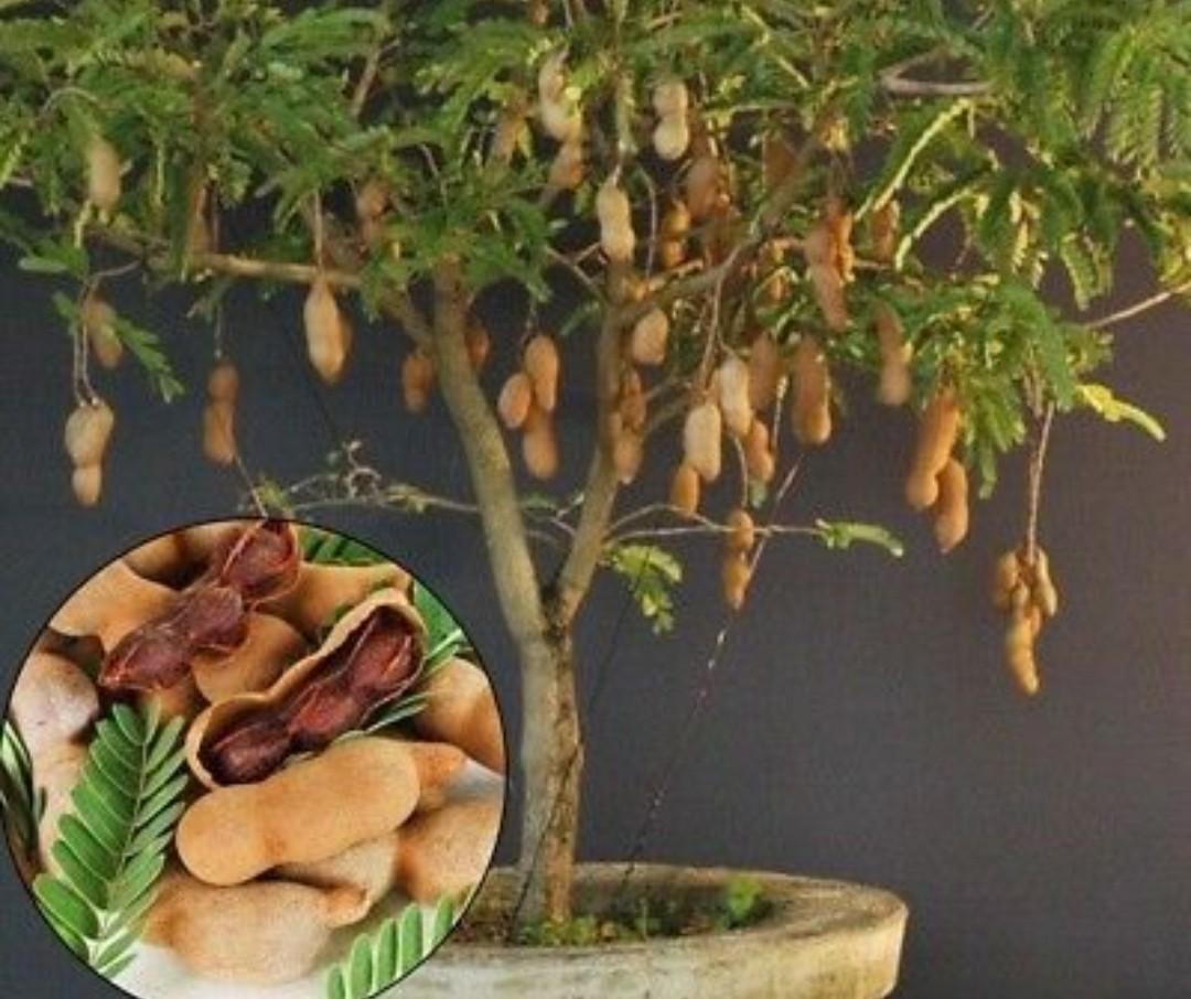 Tamarind Sapling, Asam Tree, Furniture & Home Living, Gardening, Plants ...
