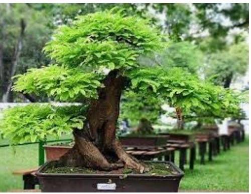 Tamarind Sapling, Asam Tree, Furniture & Home Living, Gardening, Plants ...