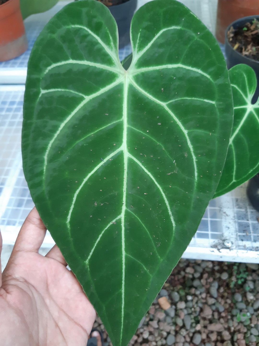 Anthurium Regale, Furniture & Home Living, Gardening, Plants & Seeds on ...