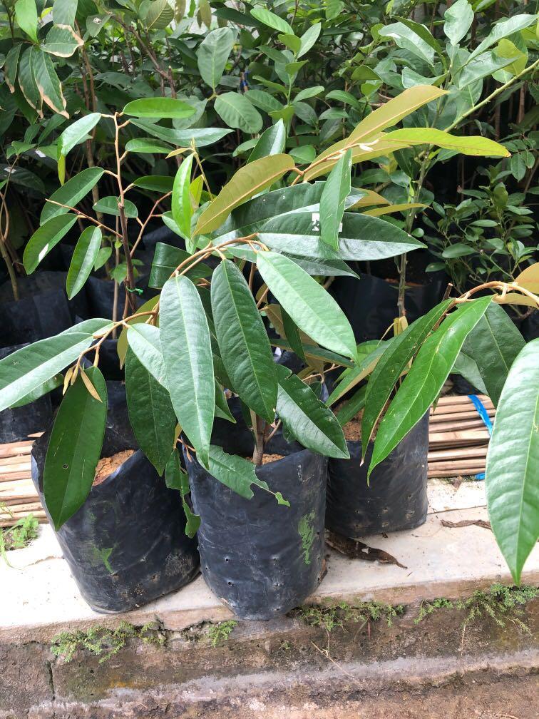 Durian Musang Queen, Furniture & Home Living, Gardening, Gardening ...