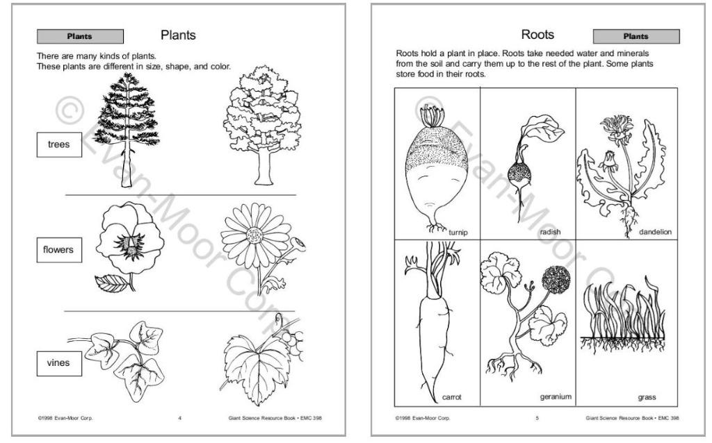 US Evan Moor Giant Science Resource Worksheets, Hobbies & Toys, Books ...