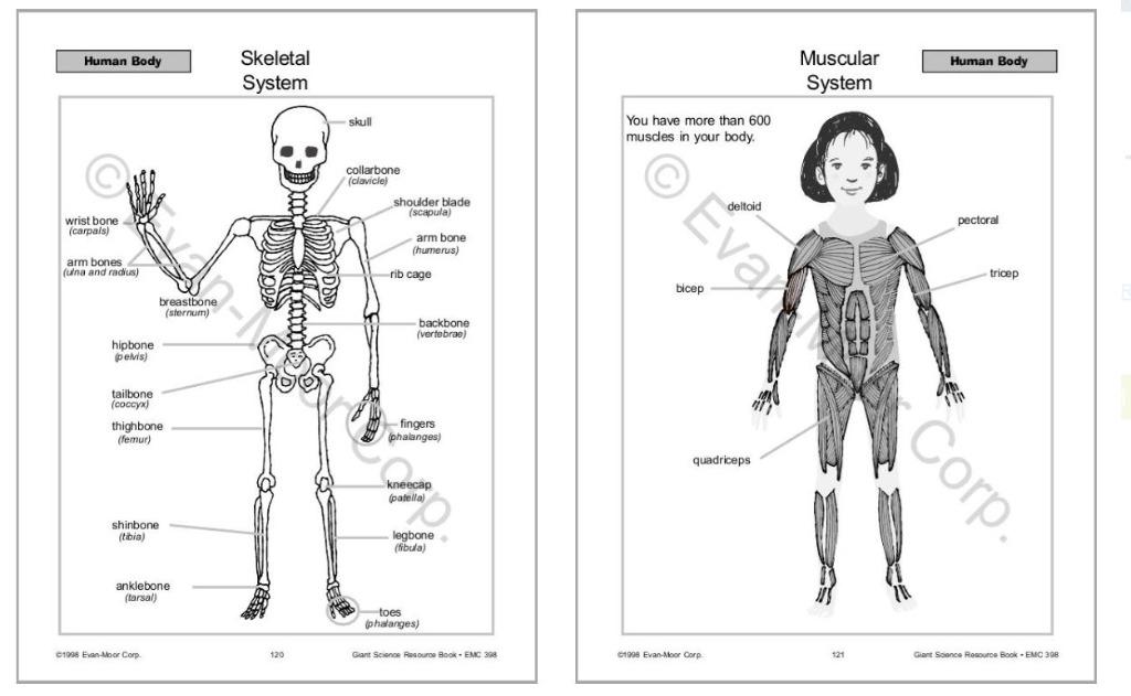 US Evan Moor Giant Science Resource Worksheets, Hobbies & Toys, Books ...